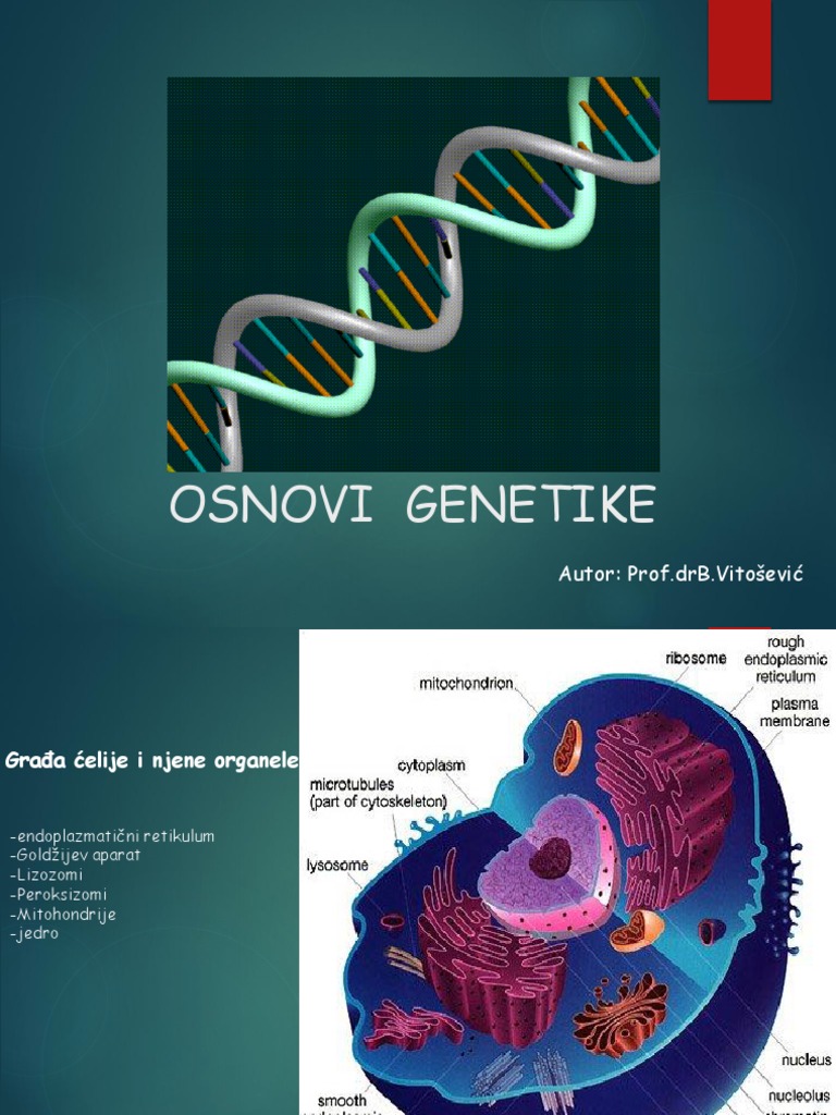 Osnovi Genetike I Genetika U Sportu 1 | PDF