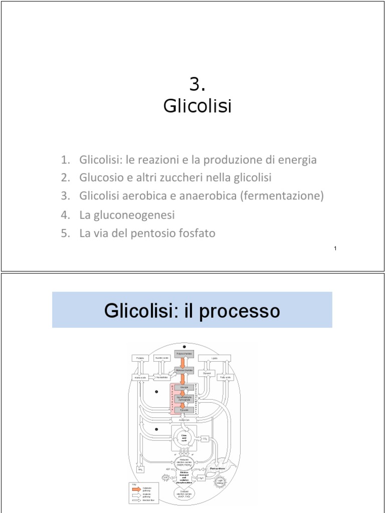 3 Glicolisi | PDF