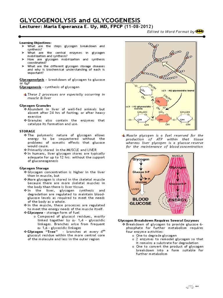 Glycogenolysis and Glycogenesis | Glycogen | Glucose