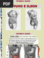 Histología y función del yeyuno | PDF | Intestino delgado | Anatomía