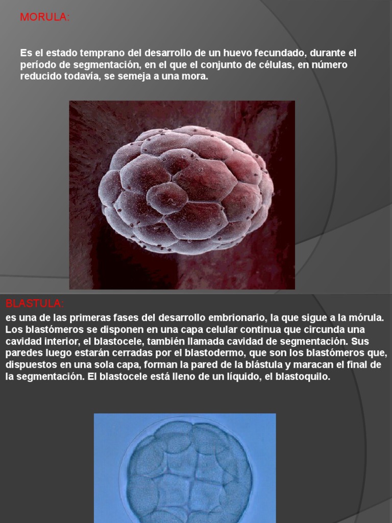 Morula | PDF