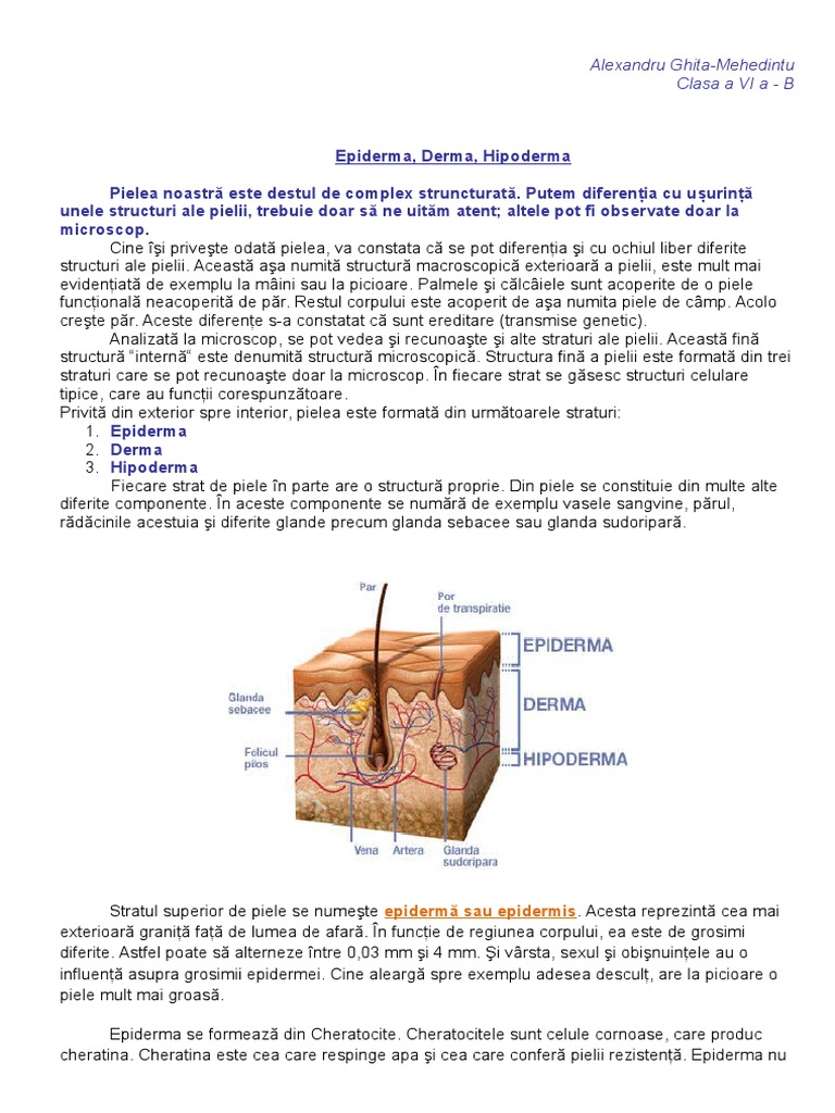 Derma, Epiderma, Hipoderma | PDF