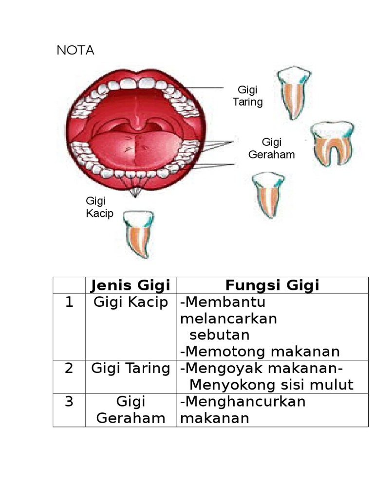 Nota Gigi THN 3 | PDF