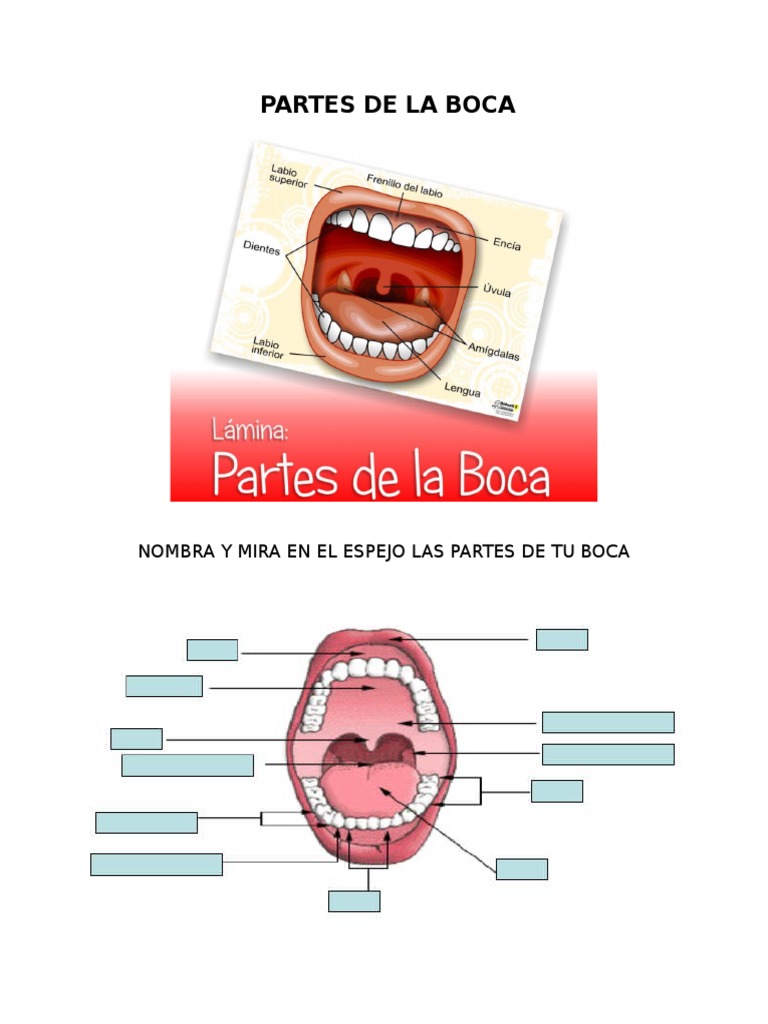 Partes De La Boca Humana Modelo De Músculo Faríngeo De 2 Partes,