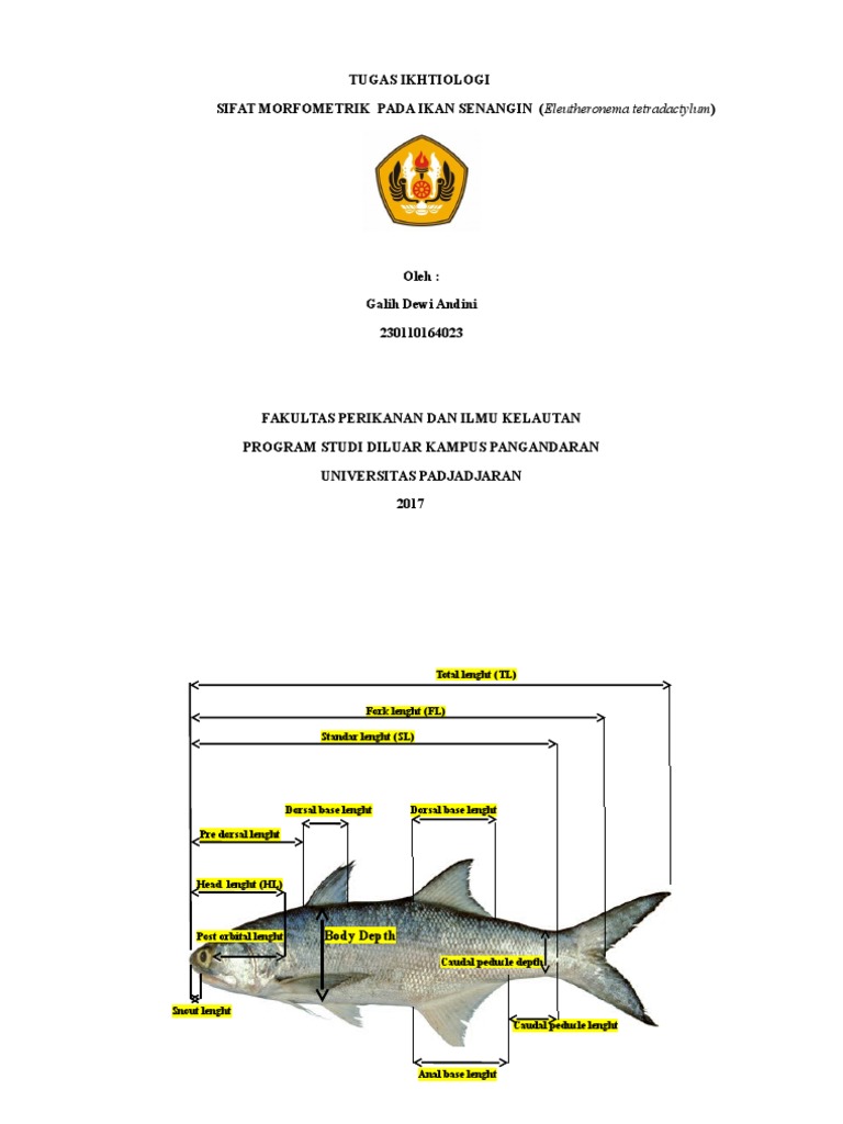 Sifat Morfometrik Pada Ikan Senangin (Galih Dewi Andini 230110164023) | PDF | Kajian Bahasa Asing