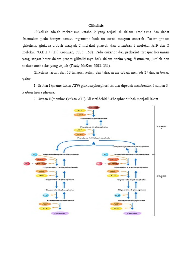 MEKANISME GLIKOLISIS | PDF