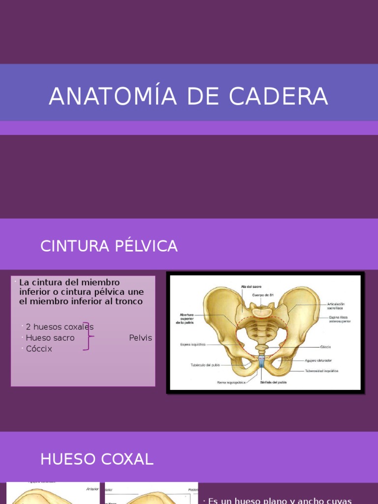 Anatomía de Cadera | PDF | Cadera | Pelvis