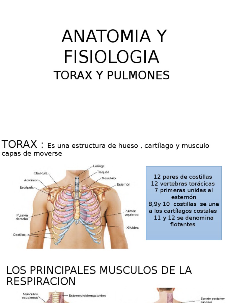 Anatomia y Fisiologia Torax | Tórax | Pulmón