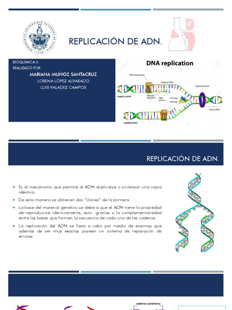 Exposición Replicación ADN | PDF | Replicación De Adn | Adn