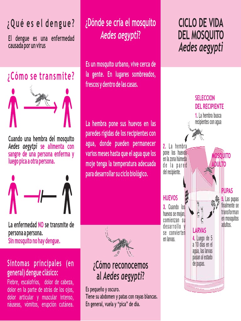 Triptico Dengue 2 PDF | PDF | Aedes aegypti | Enfermedades y trastornos