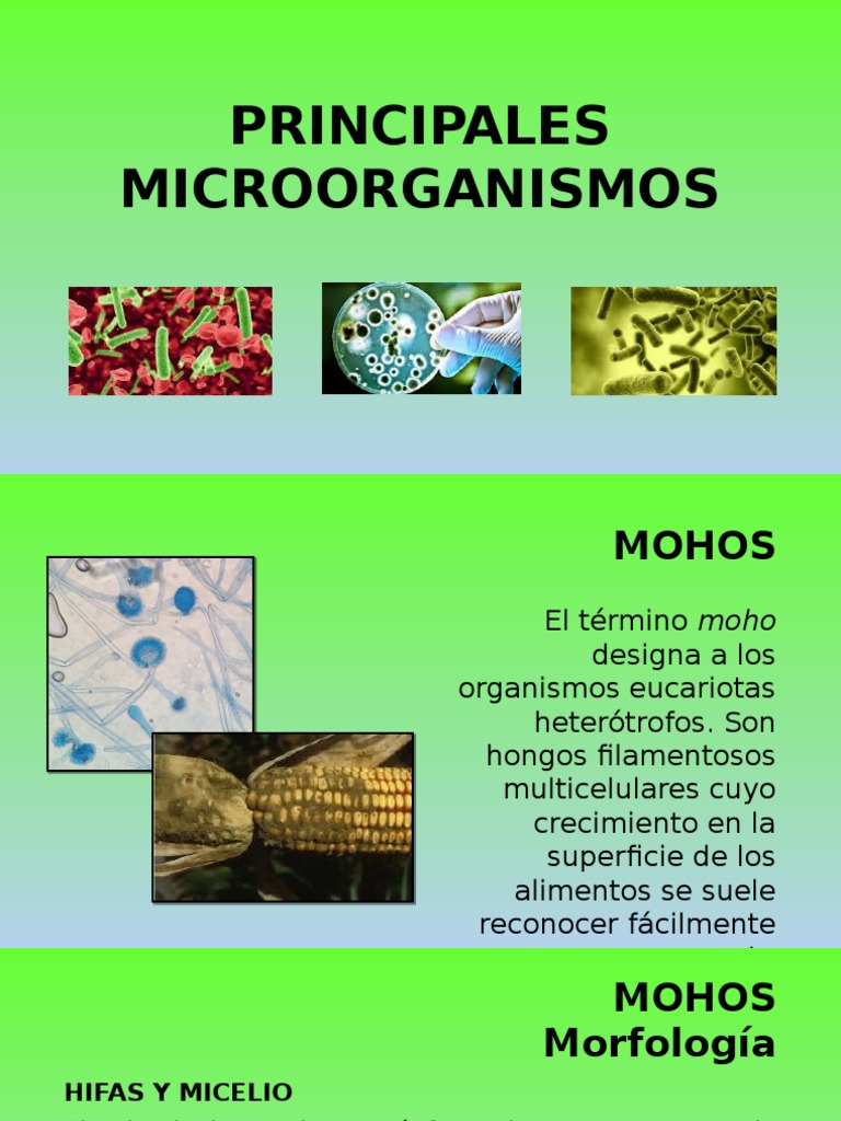 Mohos y Levaduras | PDF | Levadura | Biología