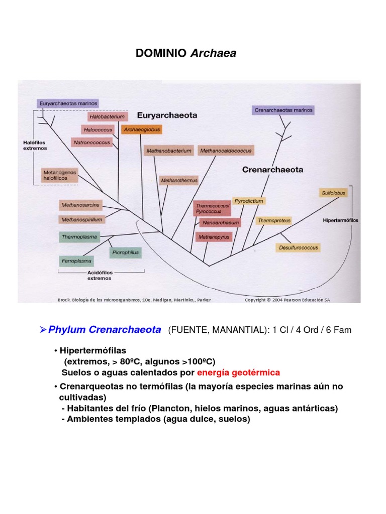 TEMA 15. Dominio Archaea. Phylum Crenarchaeota | PDF | Microorganismo ...