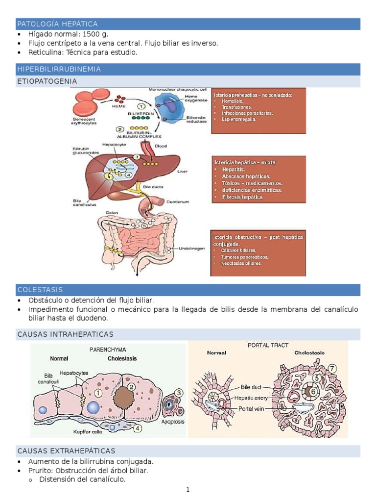 Patologia Hepatica | Hepatitis | Cirrosis