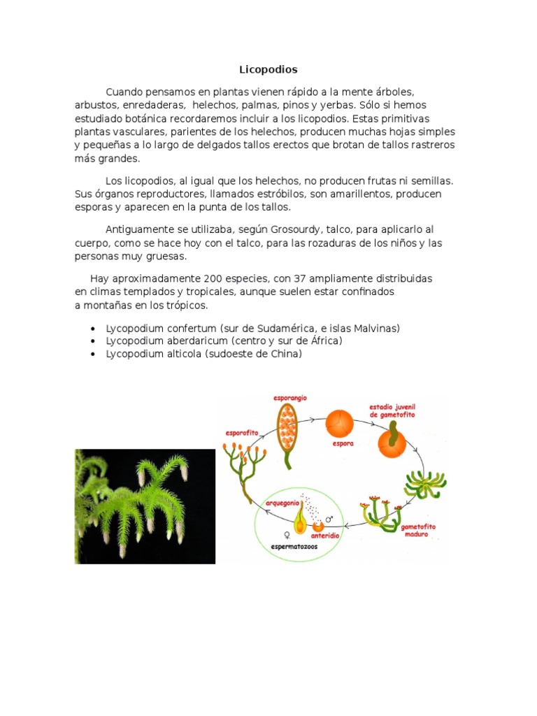 Características y ejemplos de licopodios | PDF | Plantas | Organismos