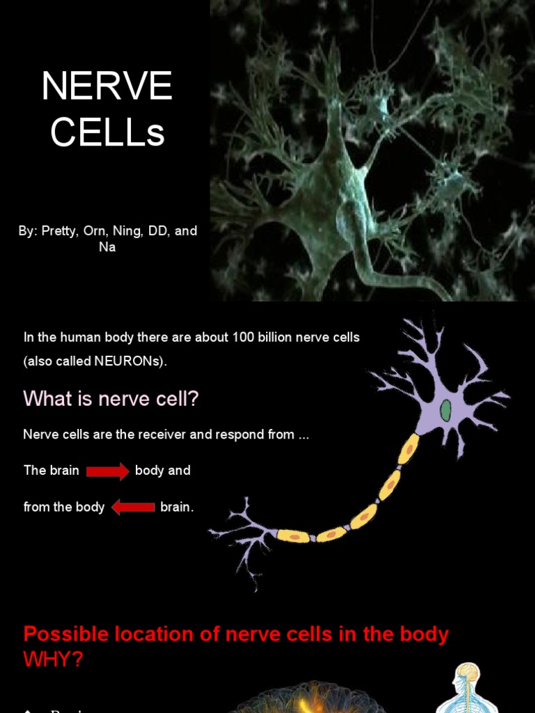 Nerve Cell - Cell Project | PDF | Neuron | Axon