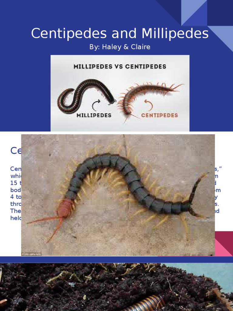 Centipedes Millipedes | PDF