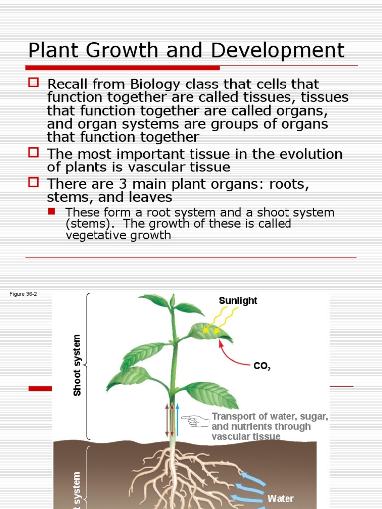 Plant Growth and Development Guide | PDF | Bark | Root