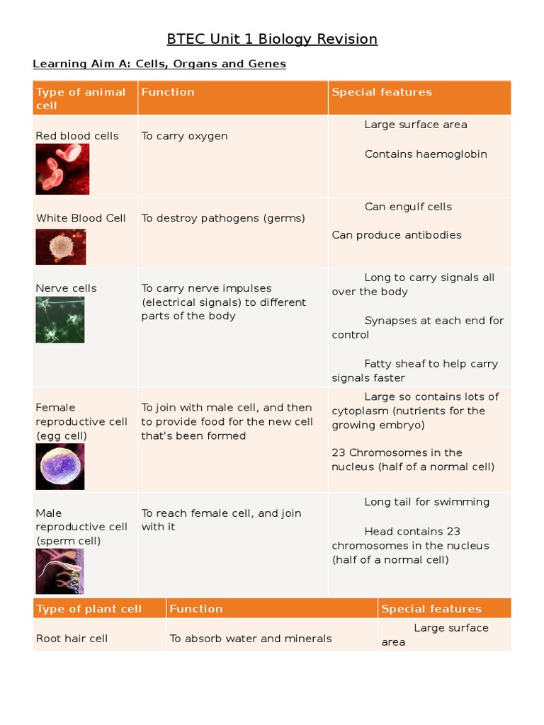 BTEC Exam Revision Booklets | PDF | Oxide | Proton