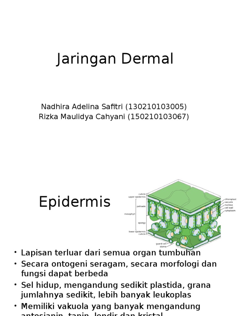 Jaringan Dermal | PDF