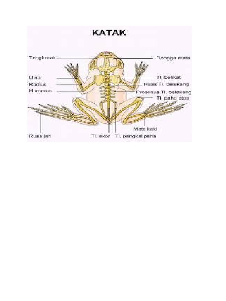 Kerangka Katak | PDF