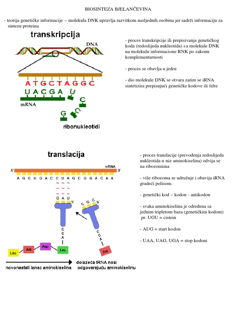 Biosinteza Bjelančevina | PDF