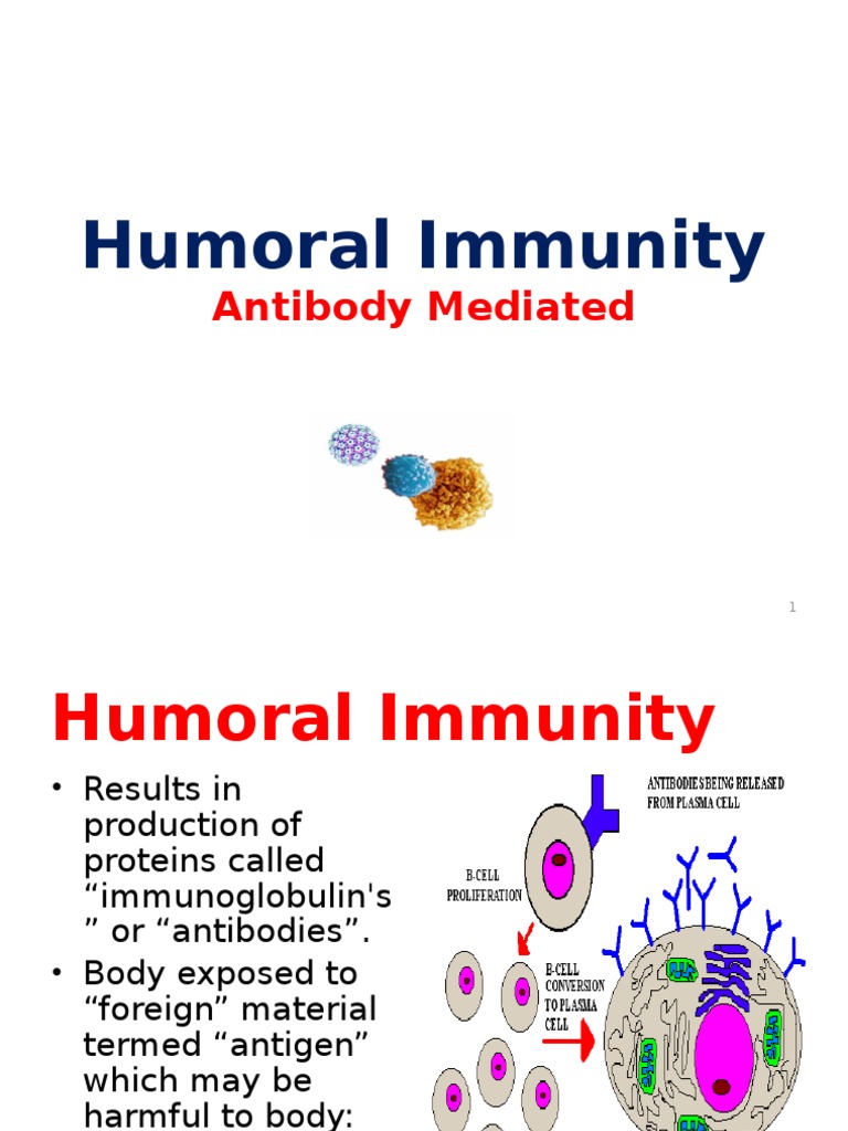 1. Humoral Immunity | Antibody | B Cell