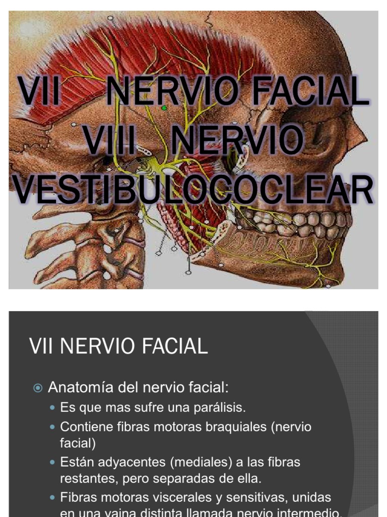 Septimo y Octavo Par Craneal | PDF | Oído | Sistema Auditorio