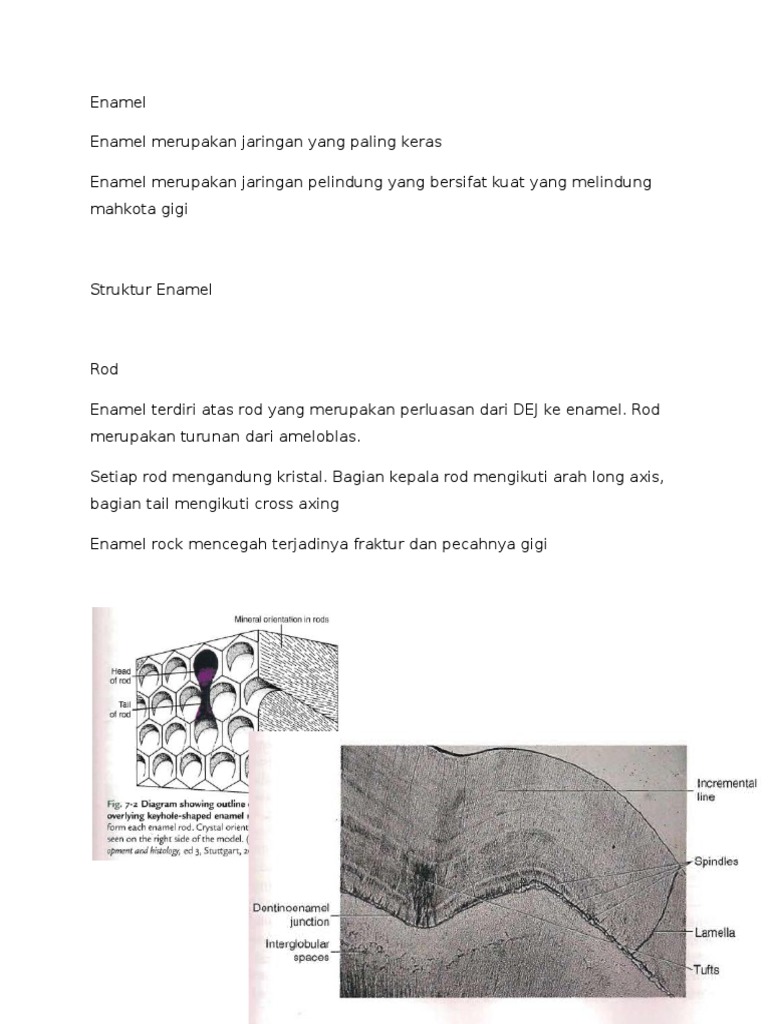 STRUKTUR DAN KOMPONEN ENAMEL GIGI | PDF