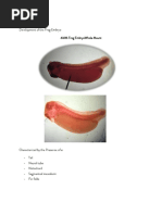 24 Hour Chick Embryo - Embryology Lab | PDF | Reproduction | Anatomy