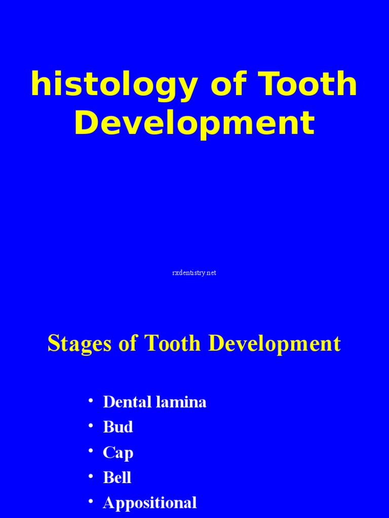 Histology of Tooth Development | PDF | Dentin | Tooth Enamel