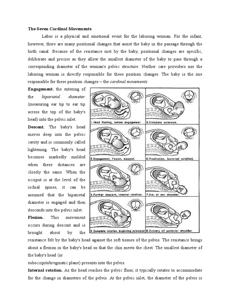 The Seven Cardinal Movements | PDF | Pelvis | Childbirth