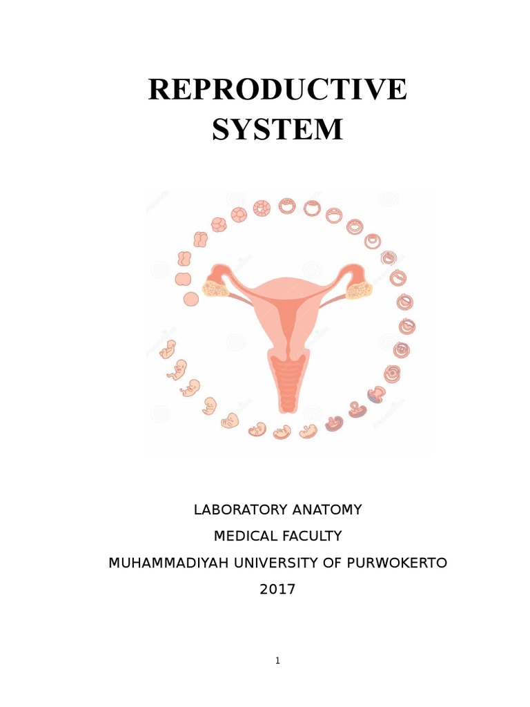 Modul of Reproductive System | PDF | Miscarriage | Uterus