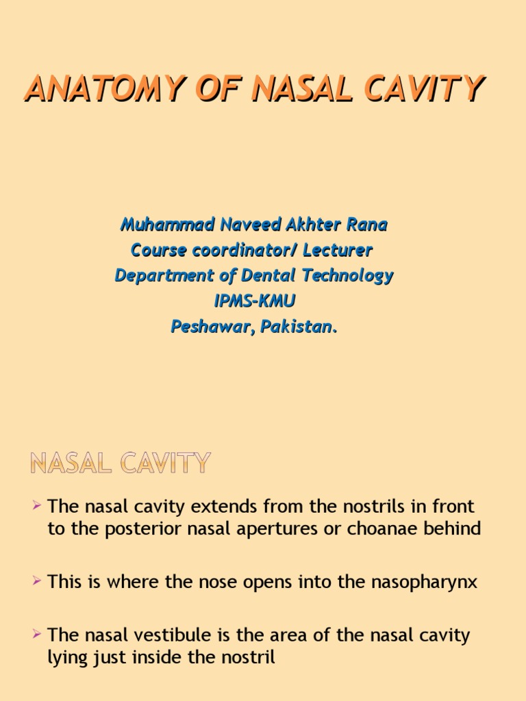 Nasal Cavity Anatomy Overview | PDF | Human Head And Neck | Primate Anatomy