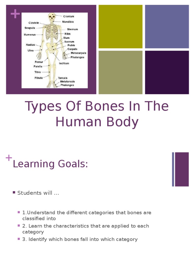 Bones of The Human Body | PDF | Skeleton | Bone
