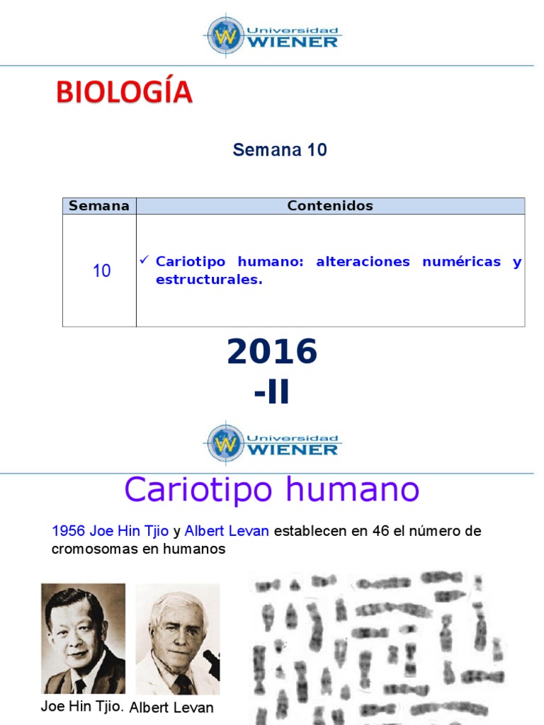 Semana 10 Cariotipo Humano | PDF | Cariotipo | Cromosoma