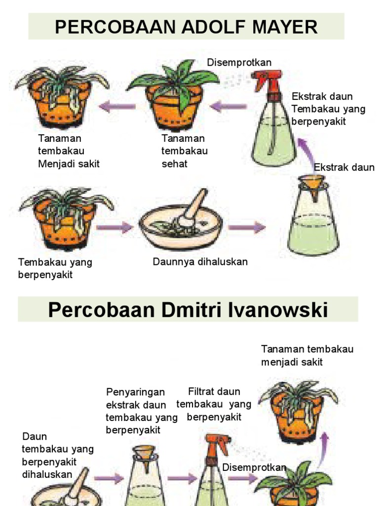 Penelitian Virus Tembakau oleh Adolf Mayer | PDF