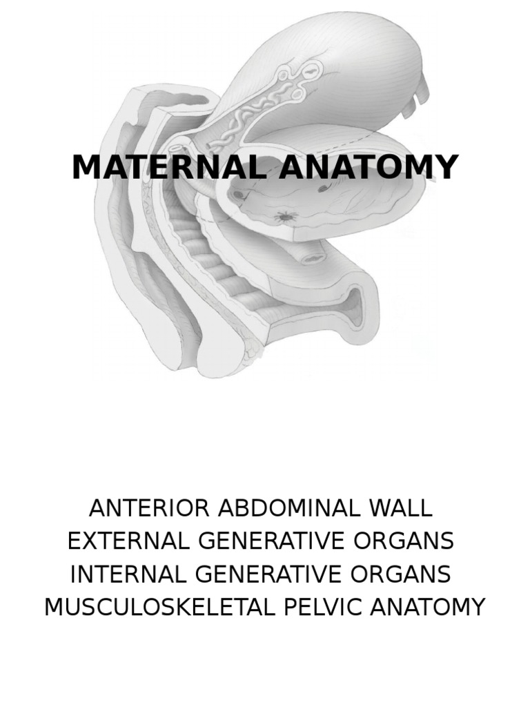 Maternal Anatomy | PDF | Labia | Vagina