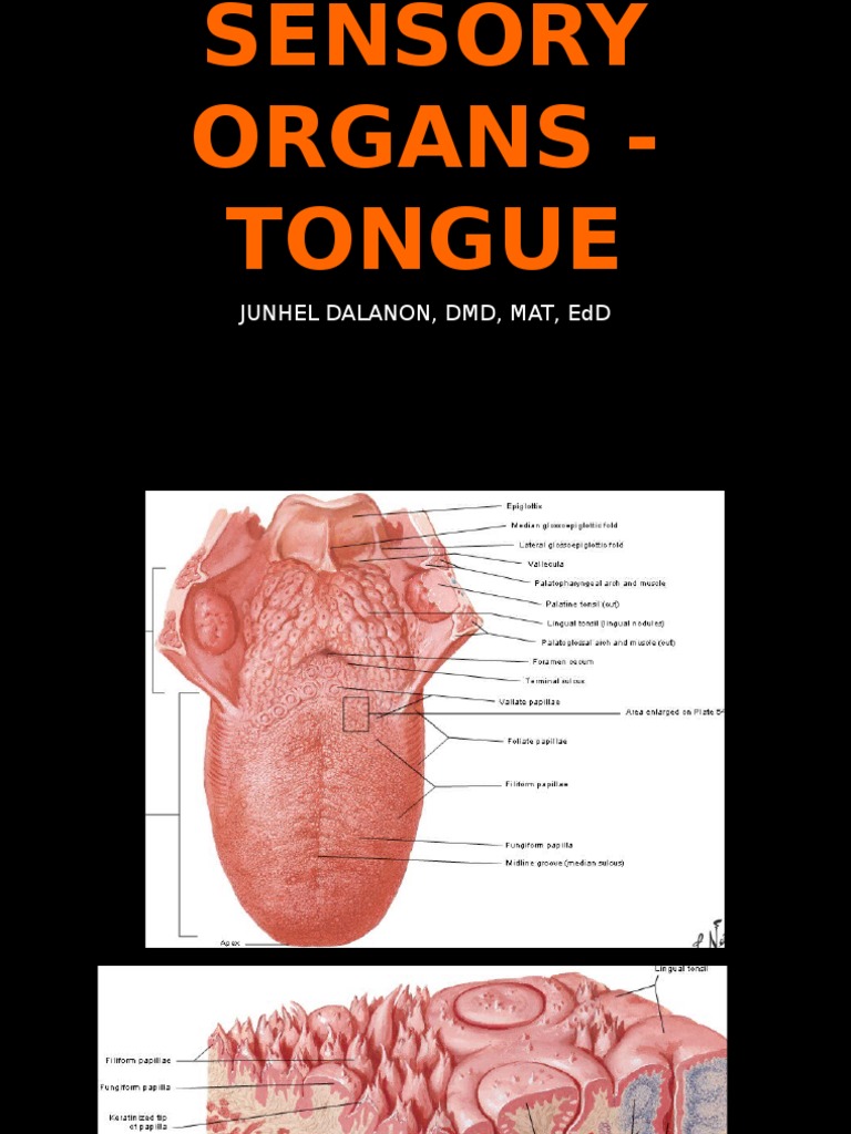 sensory organs - tongue | Tongue | Organ (Anatomy)