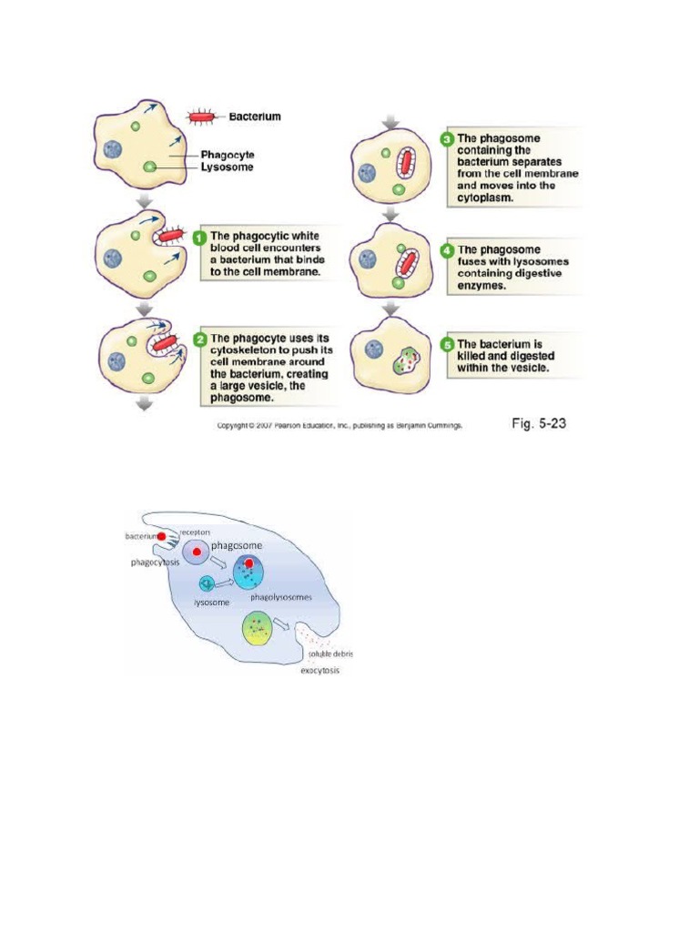 Fagositosis Adalah Proses Seluler Dari Fagosit Dan Protista Yang ...