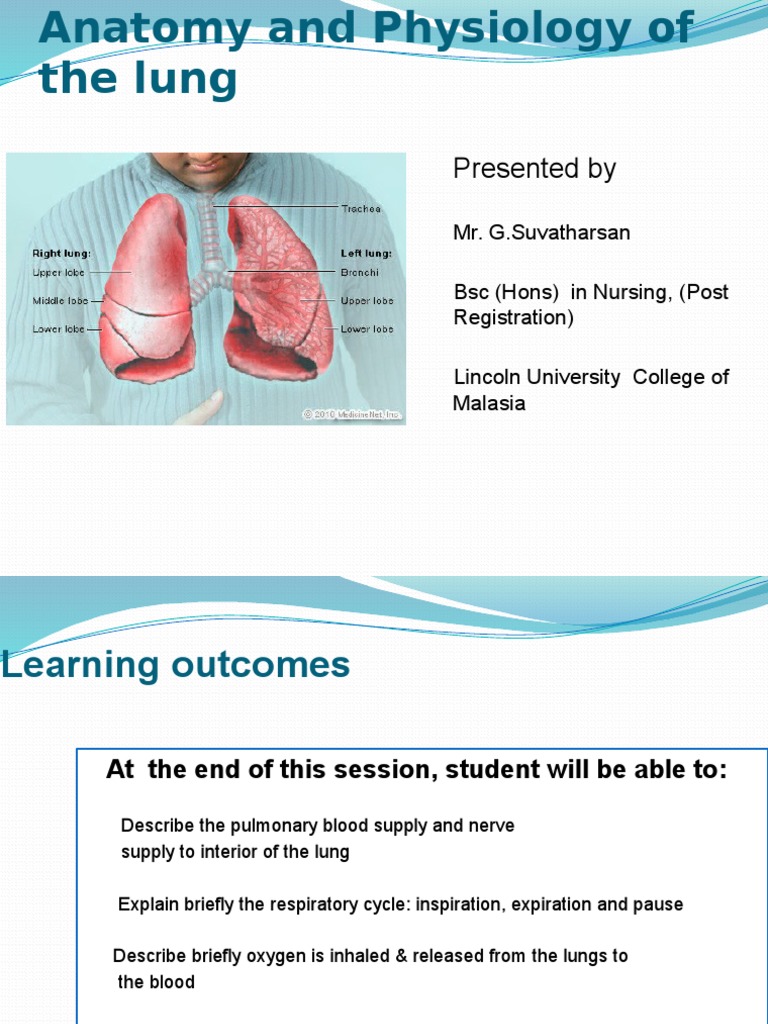 Anatomy and Physiology of Lung | PDF | Lung | Respiratory Tract