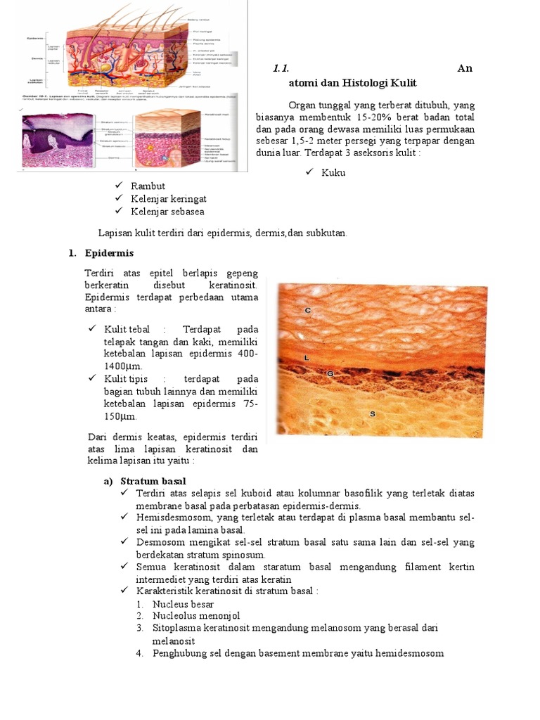 Anatomi Dan Histologi Kulit Dan Lesi Kulit | PDF