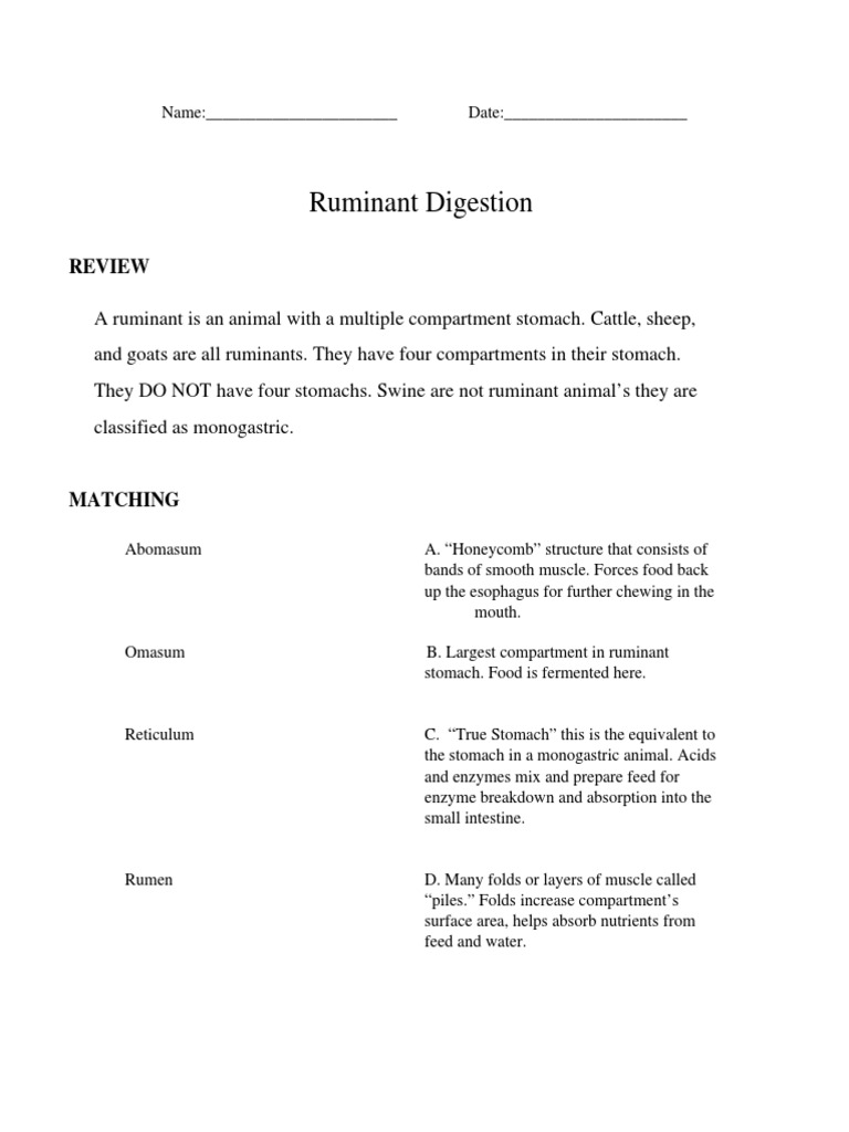 Ruminant Digestion Worksheet | PDF