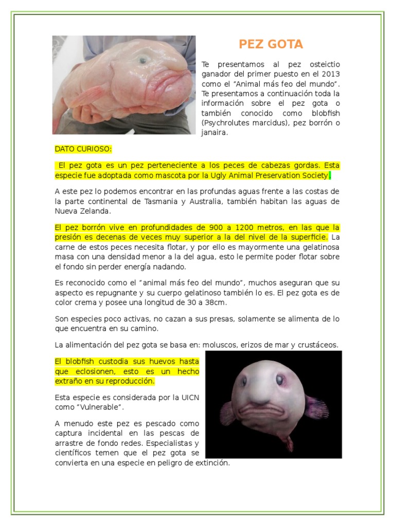 PEZ GOTA | Tetrápodos | Aves