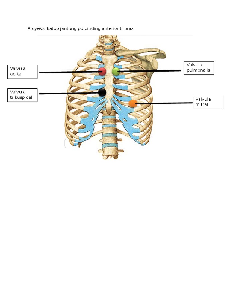 Proyeksi Katup Jantung PD Dinding Anterior Thorax | PDF