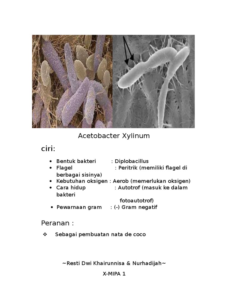 Acetobacter Xylinum | PDF