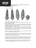 Anatomia dos Caninos Dentais | PDF | Dente | Rosto