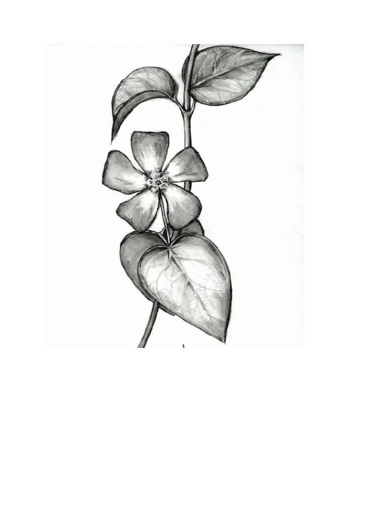 Sketsa Gambar Bunga