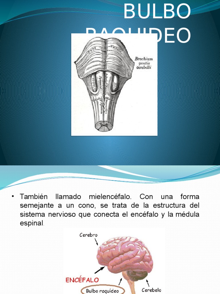 Bulbo Raquideo | PDF | Nervio vago | Órgano (anatomía)