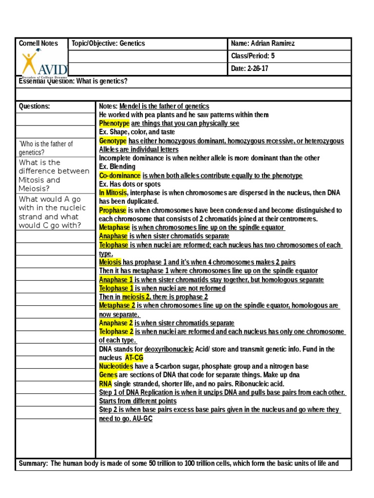 Cornell Notes 4 | PDF | Meiosis | Dominance (Genetics)