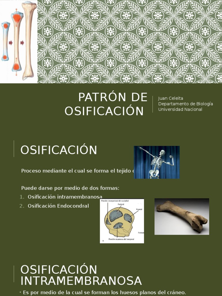 Patrón de Osificación | PDF | Cartílago | Hueso